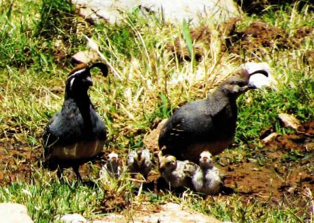 Papa Quail Takes the Family for a Walk by Sharon Waller Knutson - Your ...