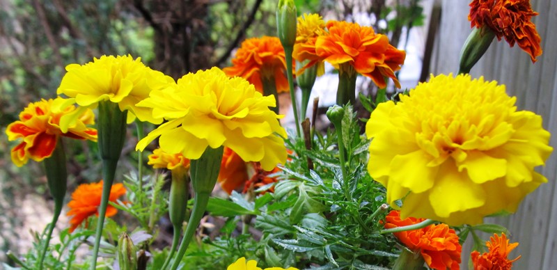 Marigolds by Arlene Gay Levine - Your Daily Poem