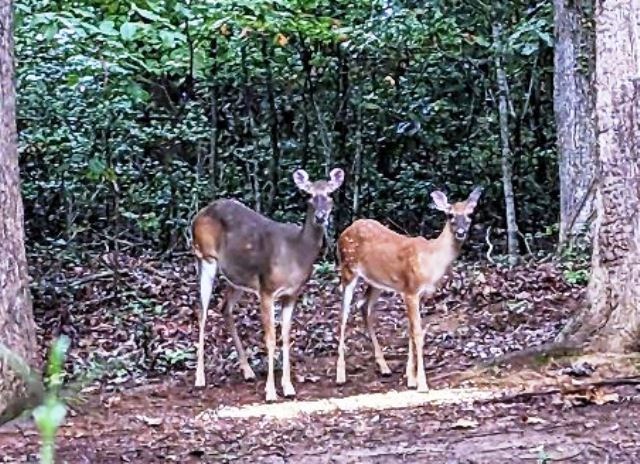 Solo and the Fawn by Dan Batson - Your Daily Poem
